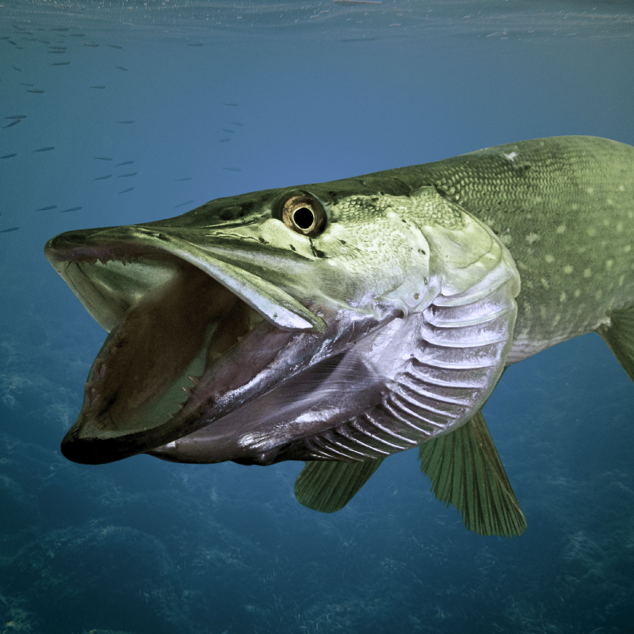 Pike Fishing Gear & Tackle | Freshwater | New England Dive