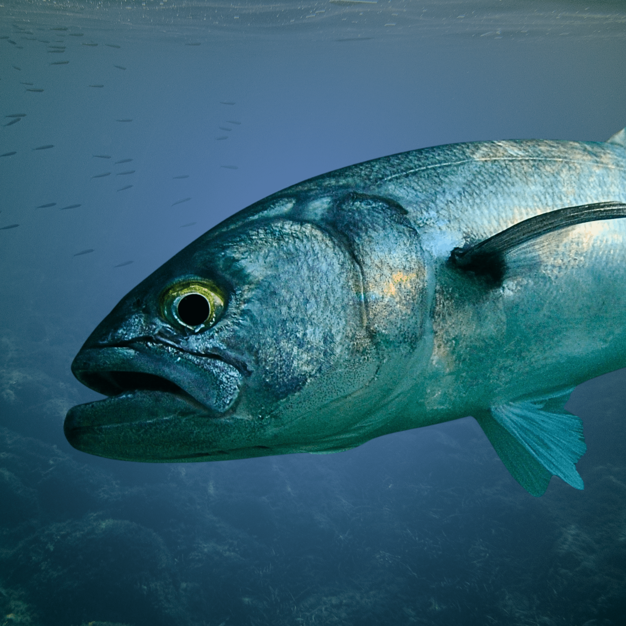 Saltwater Bluefish Lures & Tackle | New England Dive